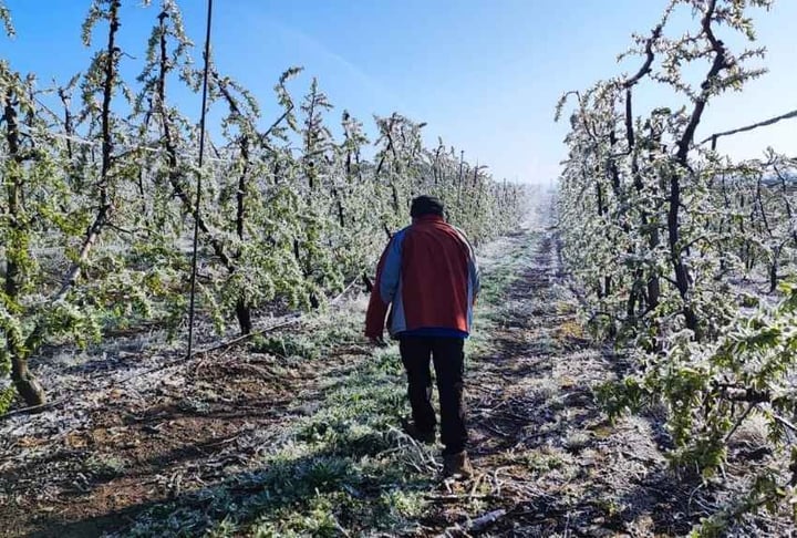 Tipos de heladas en agricultura: aprende a identificarlas